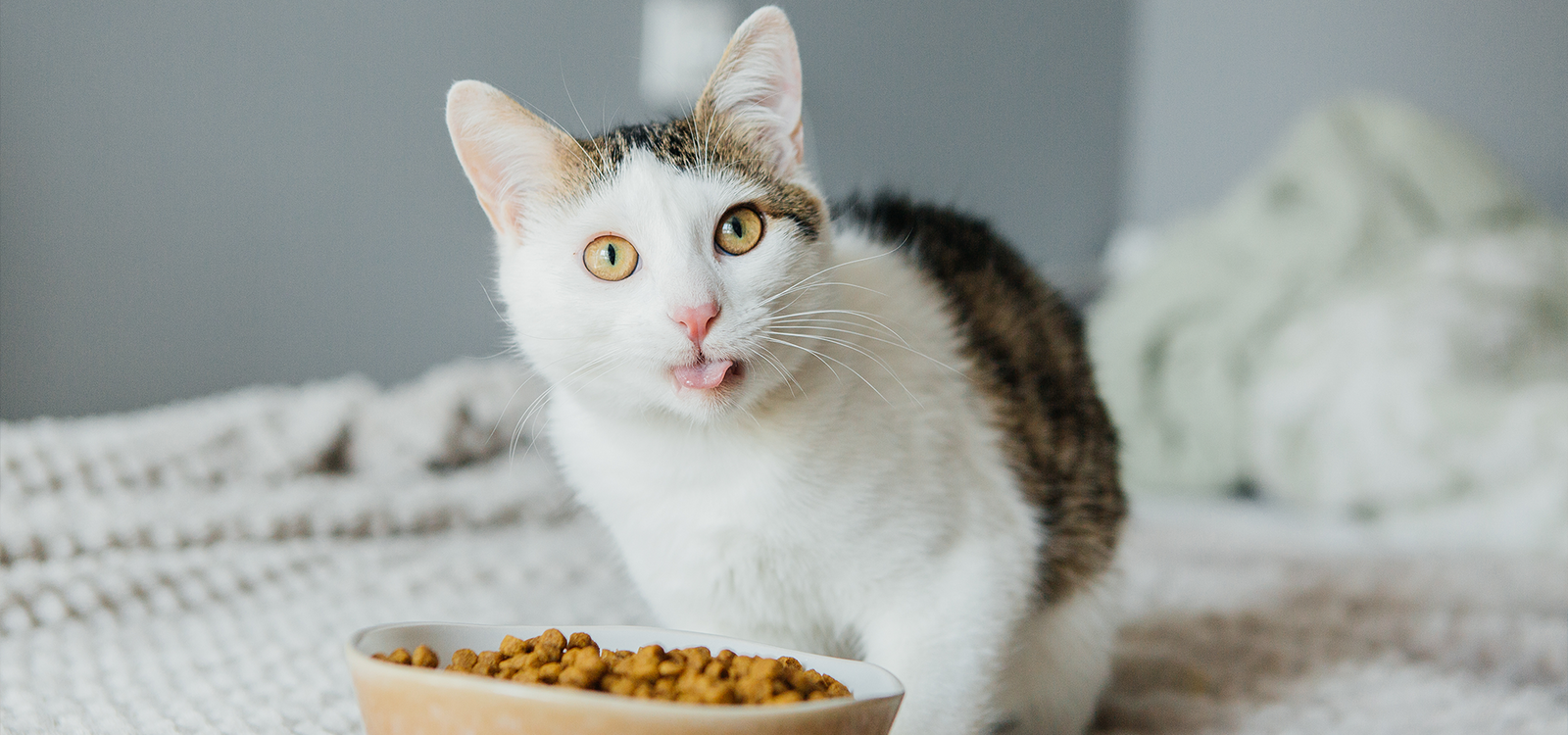 KittyMart | Shop Treats, Litter, & Cat Food
